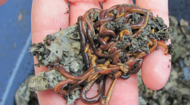 Here's how worms can turn your garbage into $aving$ - Self-Reliance Central