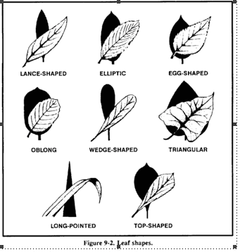 The Edibility of Plants – Self Reliance Central