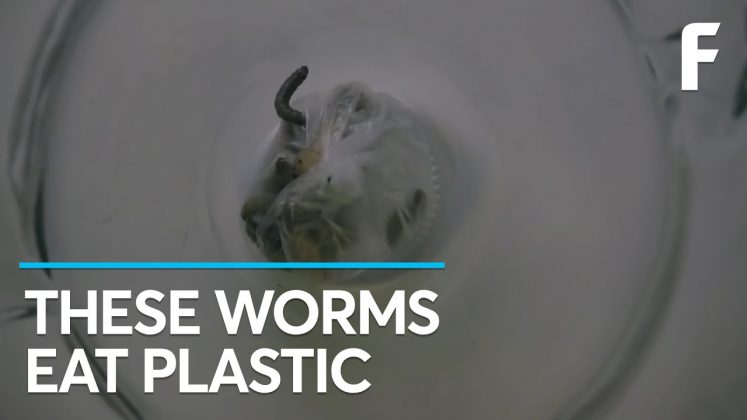 Worms Could Hold the Key to Reducing the World’s Plastic Waste – Self ...
