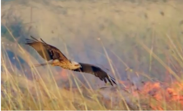 Aussie ‘firehawk’ raptors spread fires – just like the local ...