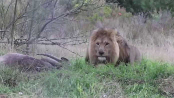 VIDEO: When Wild Animals Charge – Self Reliance Central