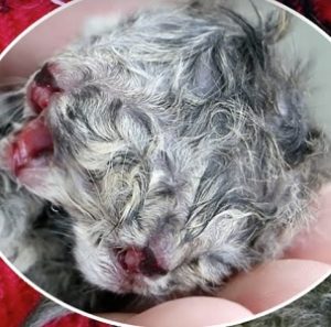 Cat With Two Heads Born in Thailand – Self Reliance Central