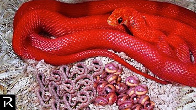 It Looked Like A Normal Snake Until He Got Closer – Self Reliance Central