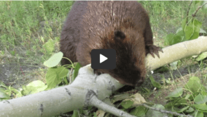 Watch as beaver makes short work of thick tree limb! – Self Reliance ...