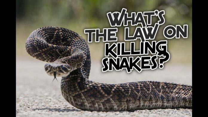 What’s the Law on Killing Snakes in Your State? – Self Reliance Central